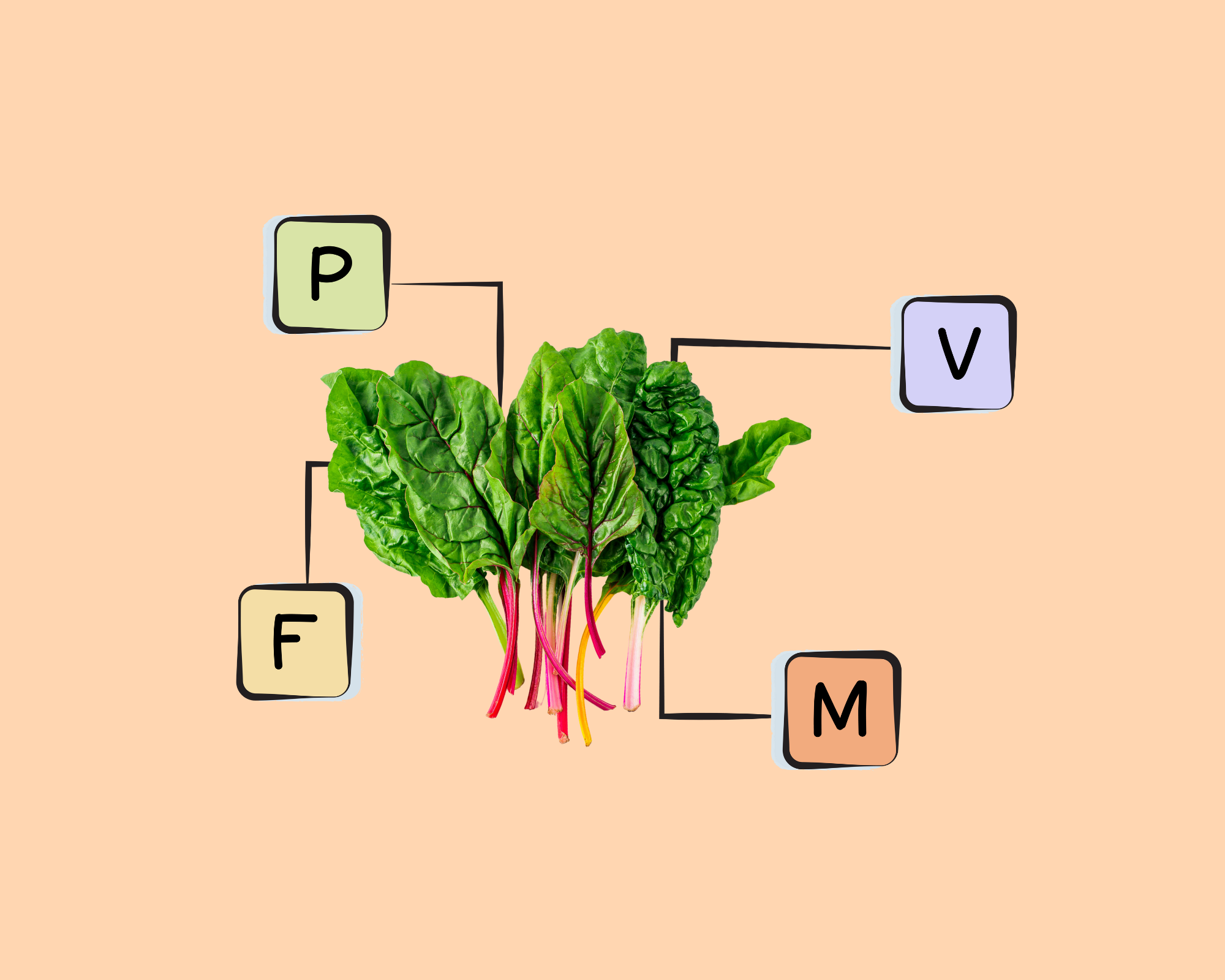 Rainbow Chard Nutrients