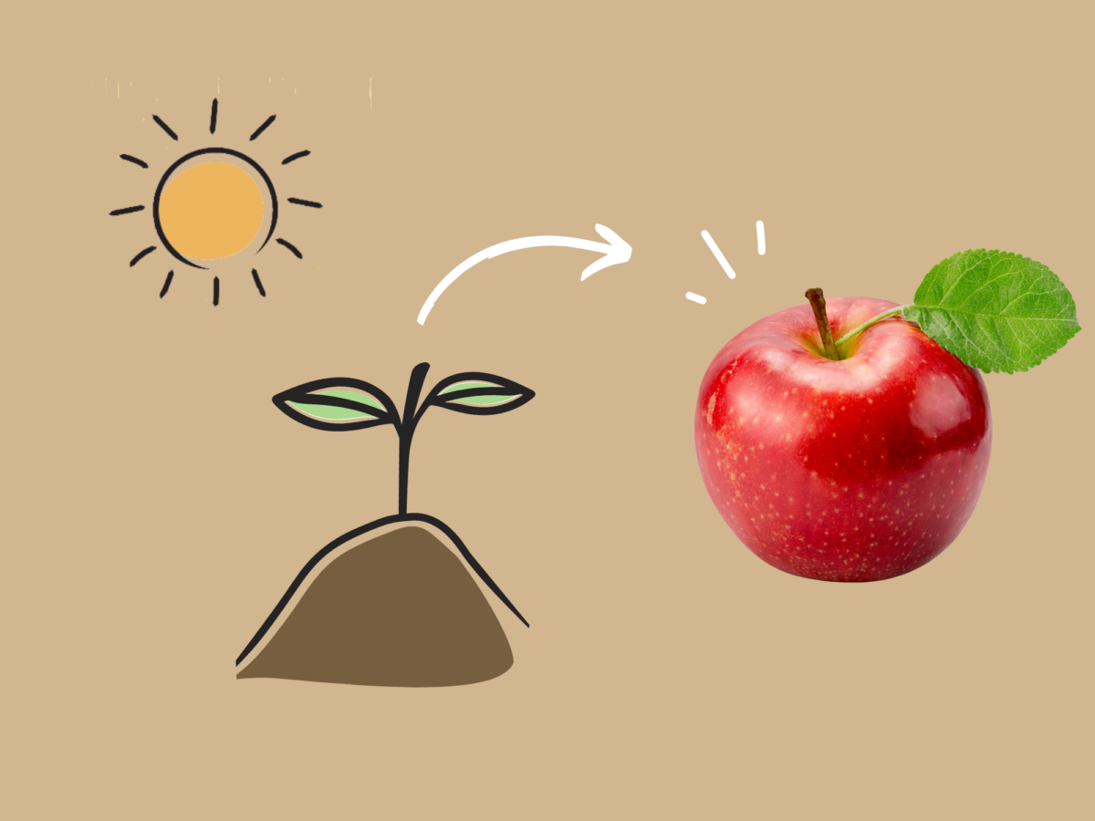How To Grow Lettuce