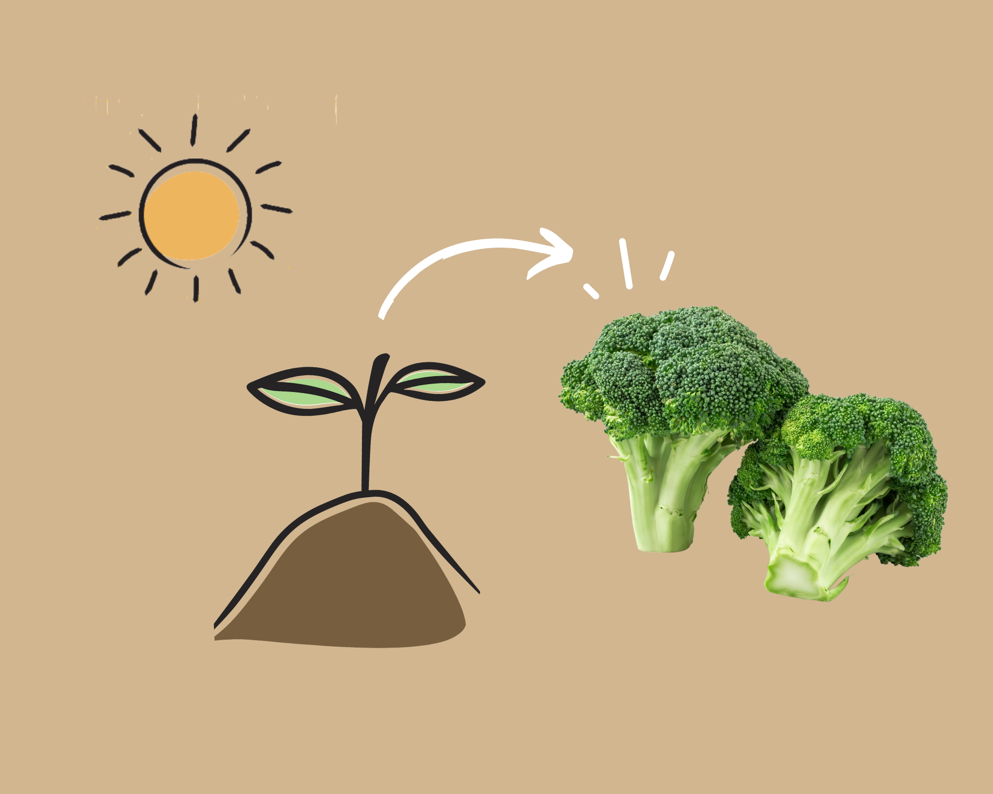 How To Grow Broccoli