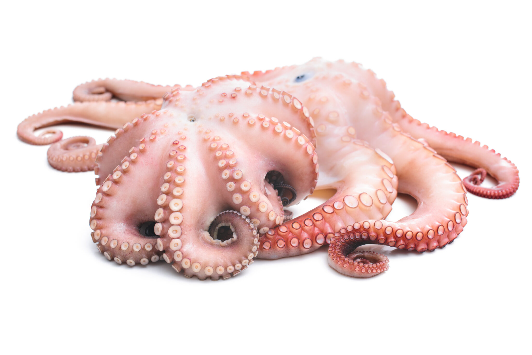 Octopus Nutrients